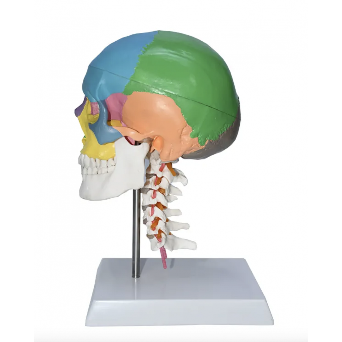 Skull With Cervical Anatomical Model (Life Size) - MYASKRO